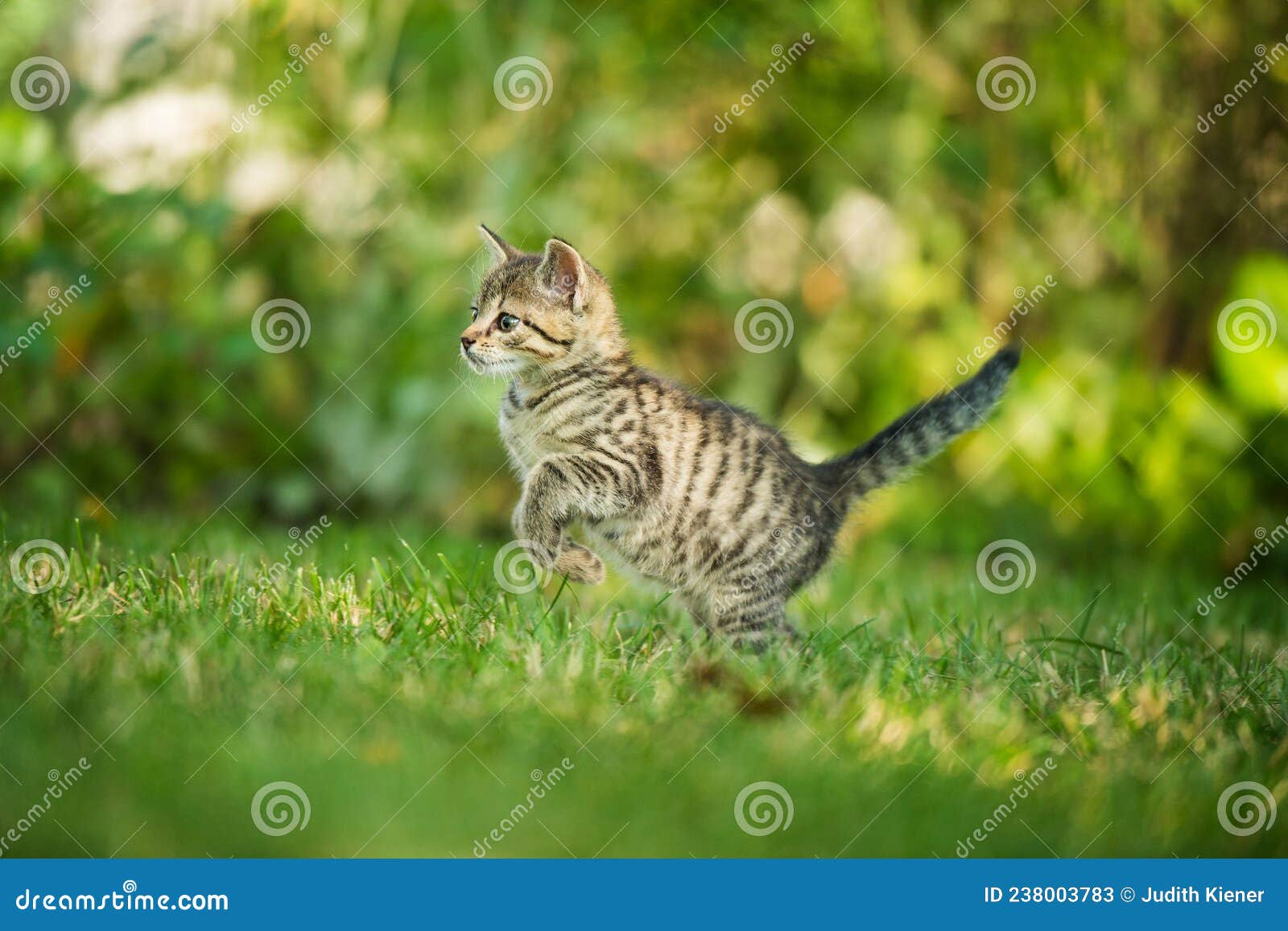 Kitten running in a meadow stock image. Image of walking - 238003783