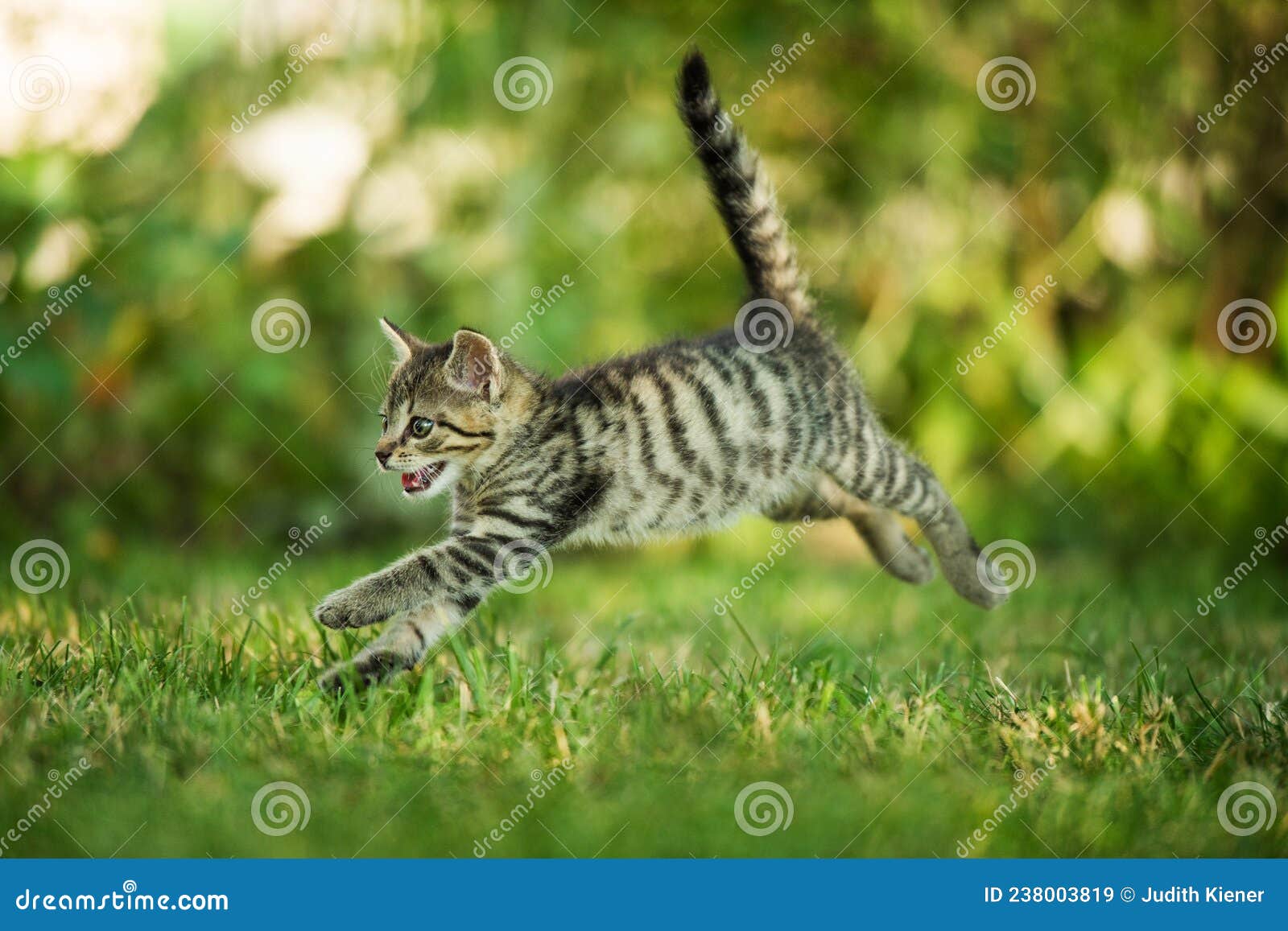 Kitten running in a meadow stock image. Image of petunia - 238003819