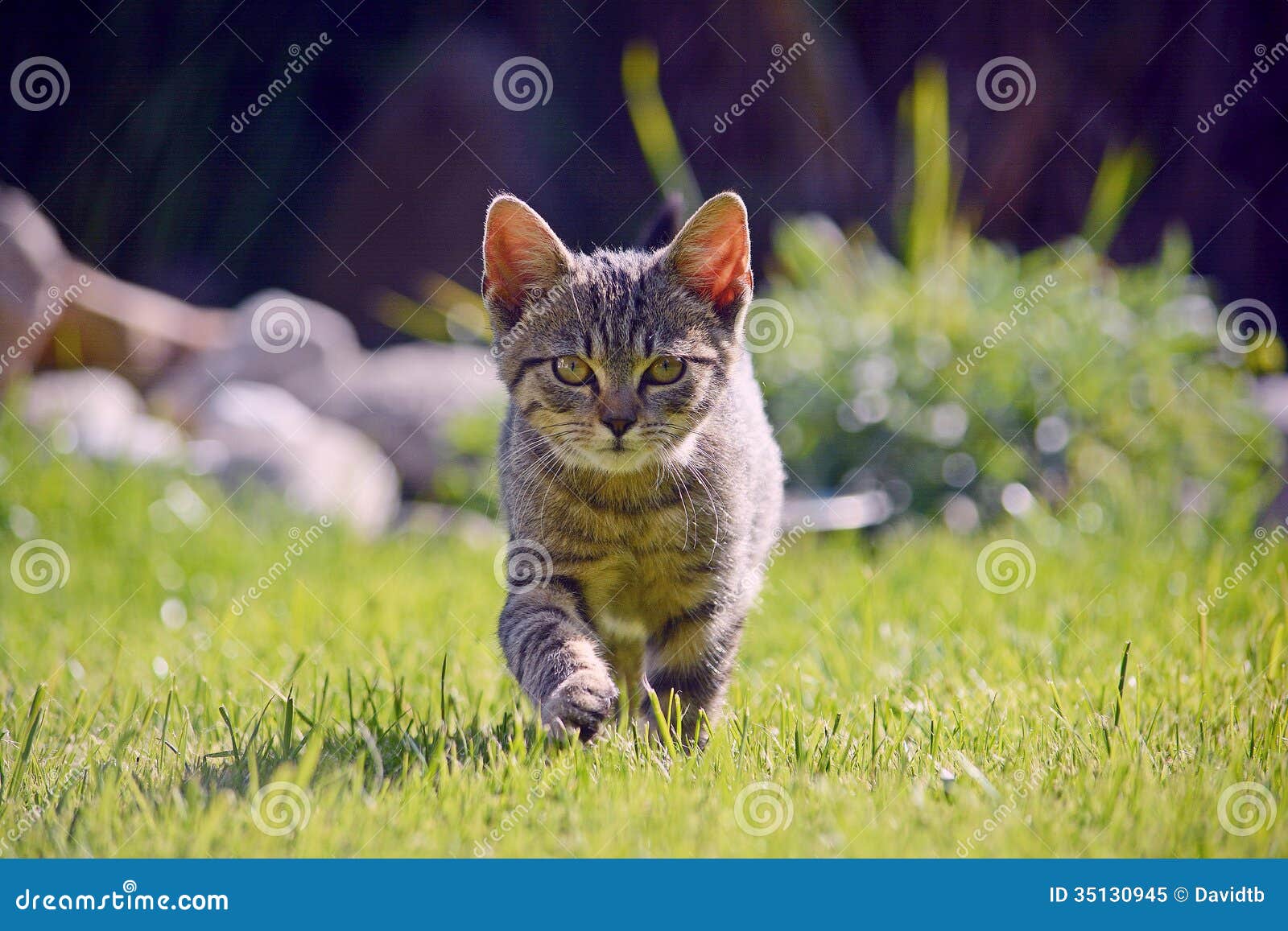 Kitten Running the Photographer Stock Image - Image of nature, eyes ...