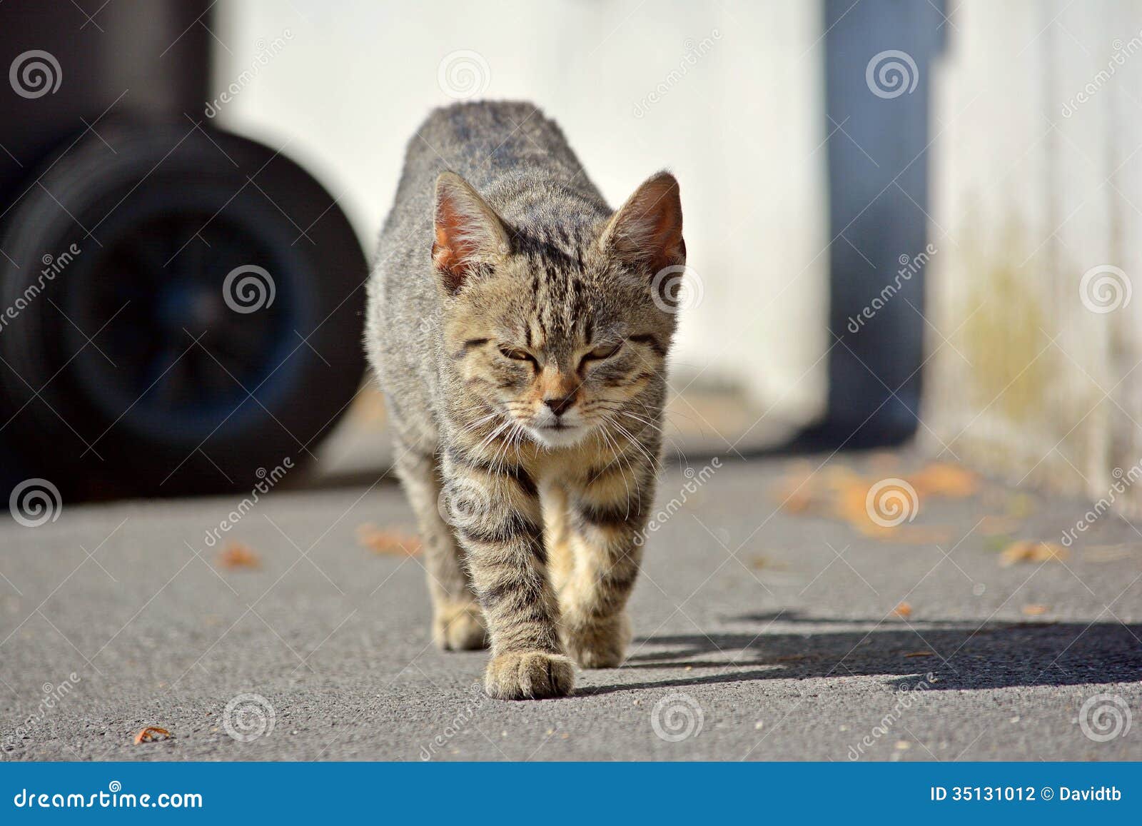 Kitten Running the Photographer Stock Photo - Image of outside ...
