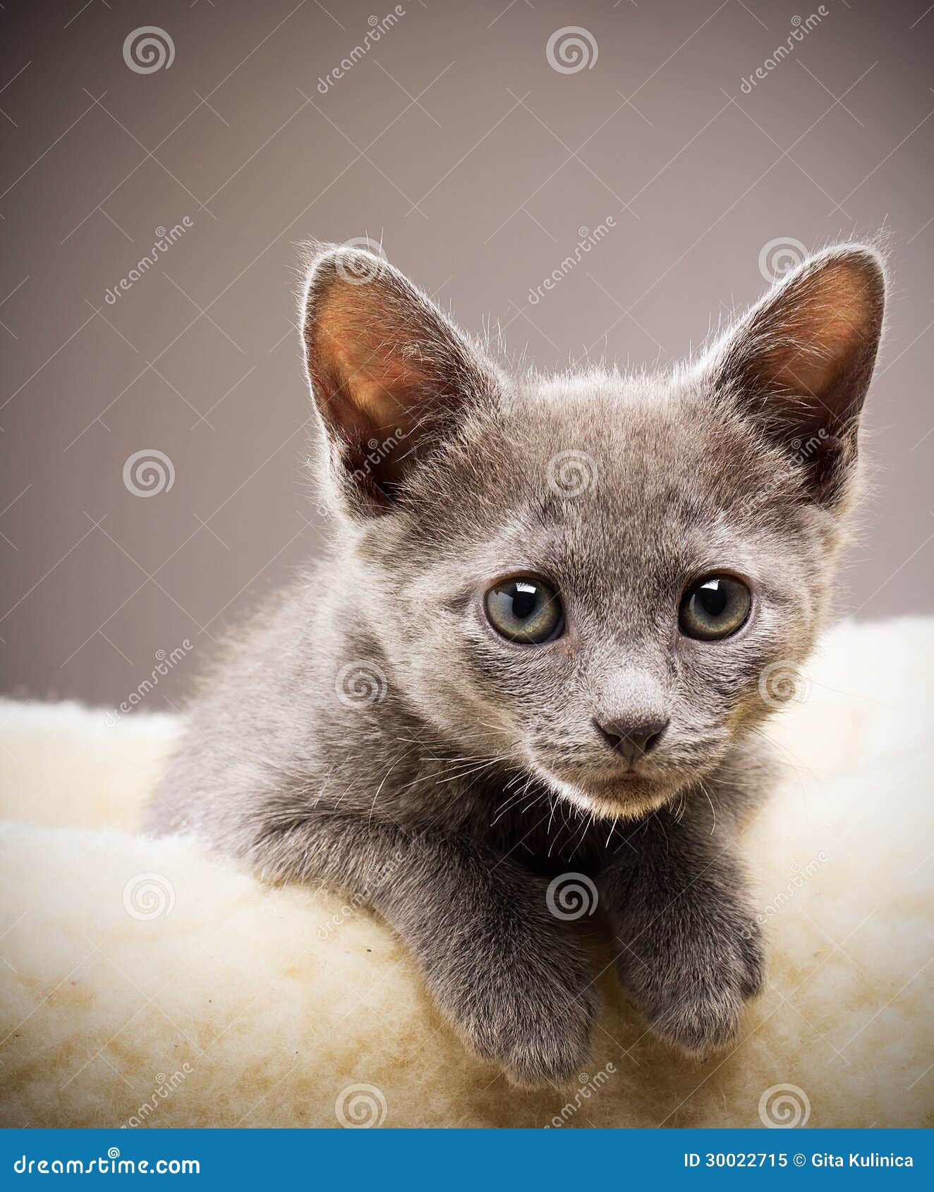 Kitten. stock image. Image of meowing, gray, calling - 30022715