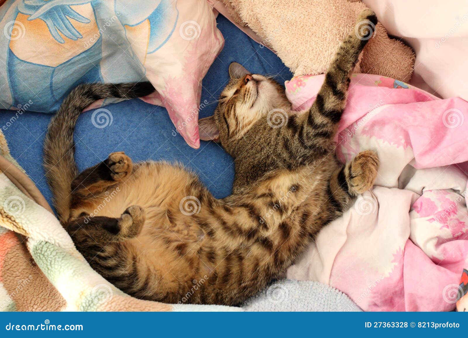 Kitten s day off stock photo. Image of animal, beauty - 27363328
