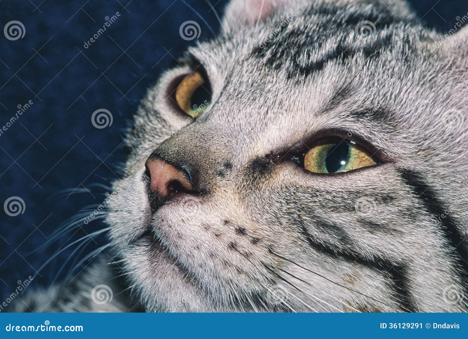 Kittens Face stock image. Image of hair, eyes, pets, closeup - 36129291
