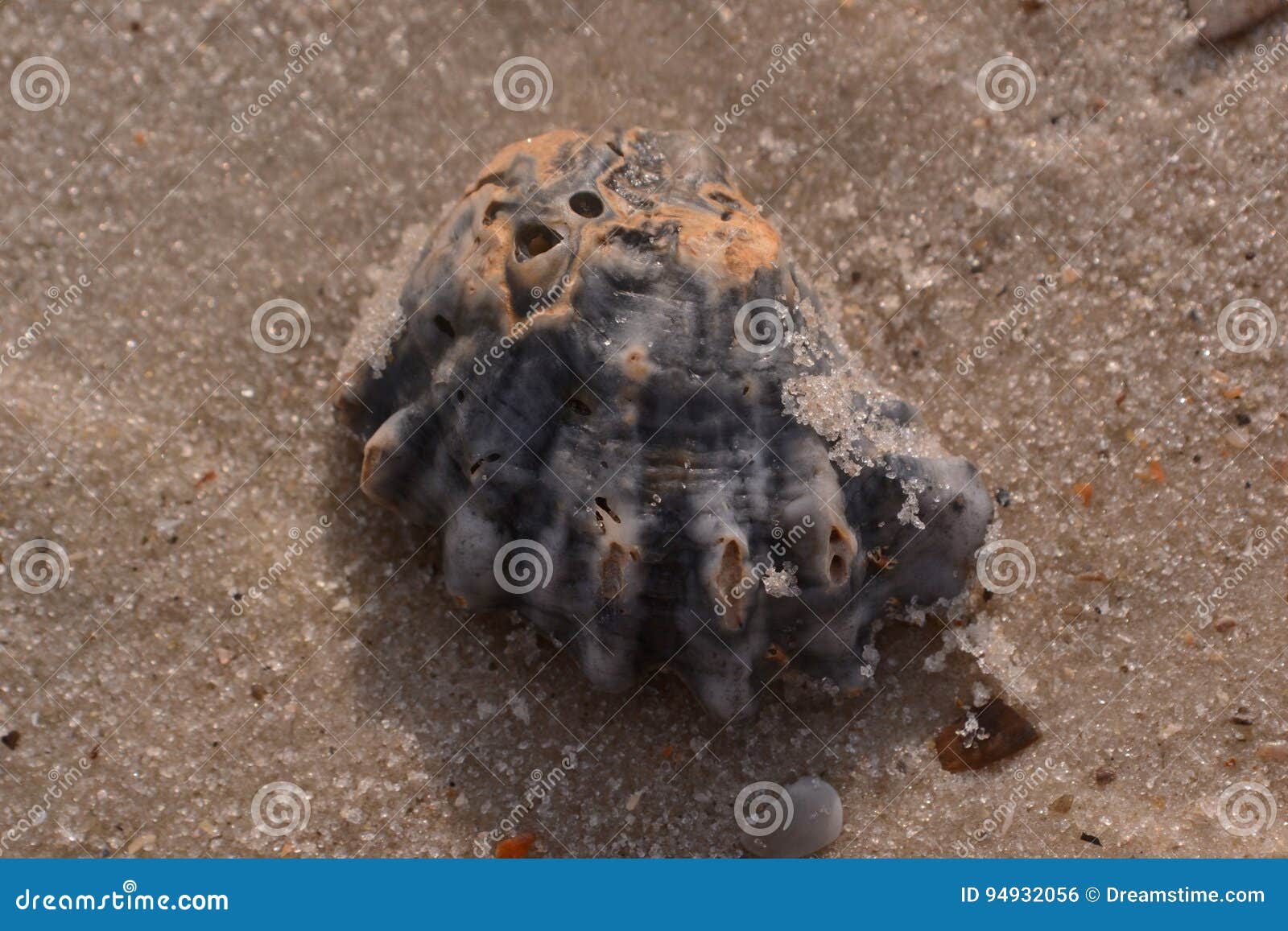 Kitten`s Paw Sea Shell Close Up Stock Photo - Image of environment ...