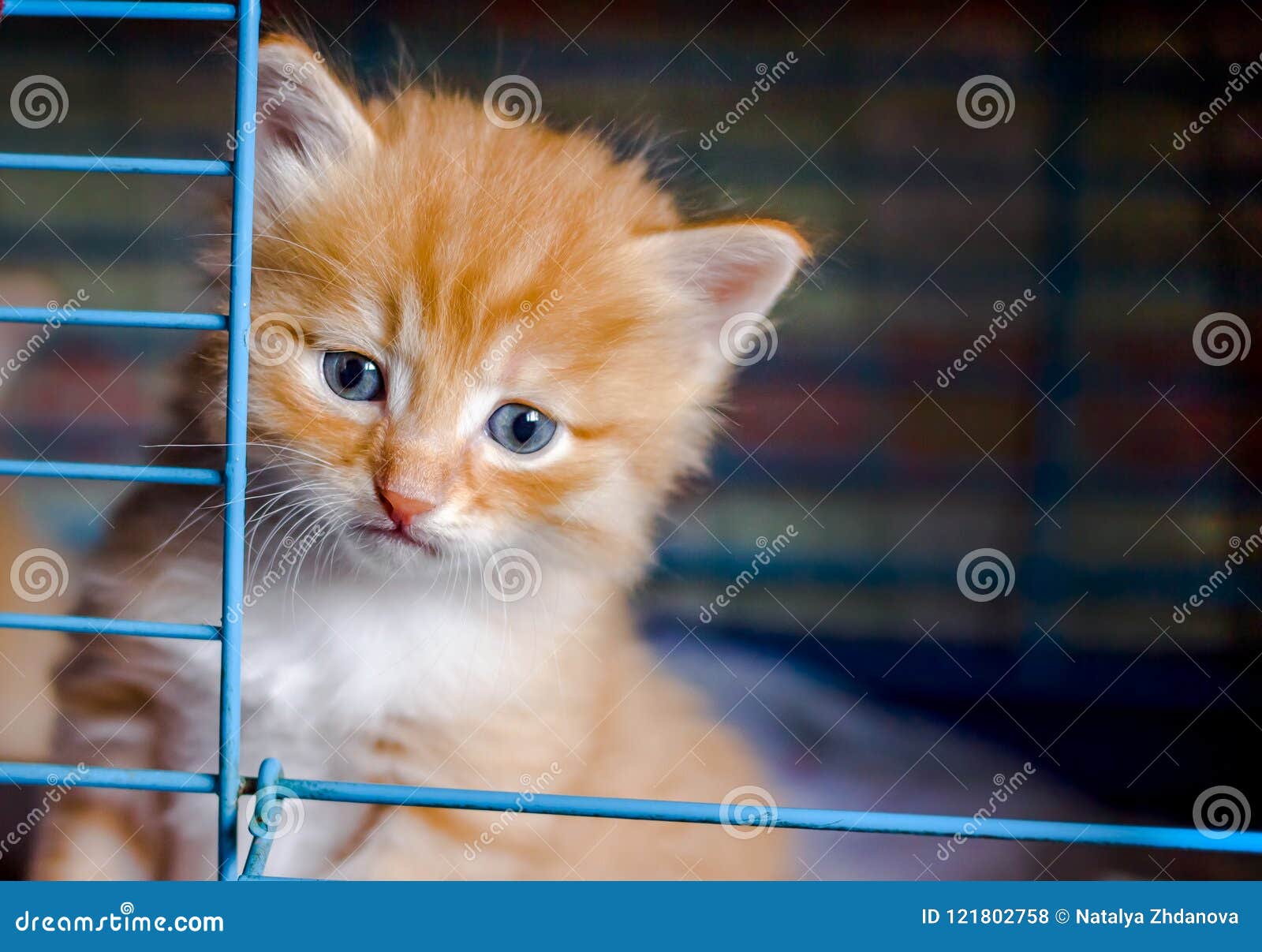 Kitten with sad eyes stock photo. Image of hair, beautiful - 121802758