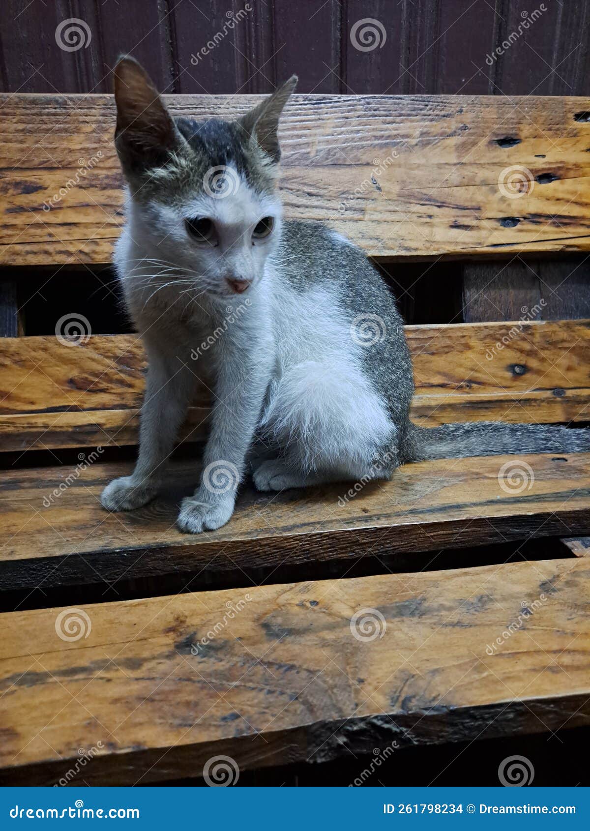 Kitten Sad Face in Night at Chair Stock Photo - Image of face, kitten ...