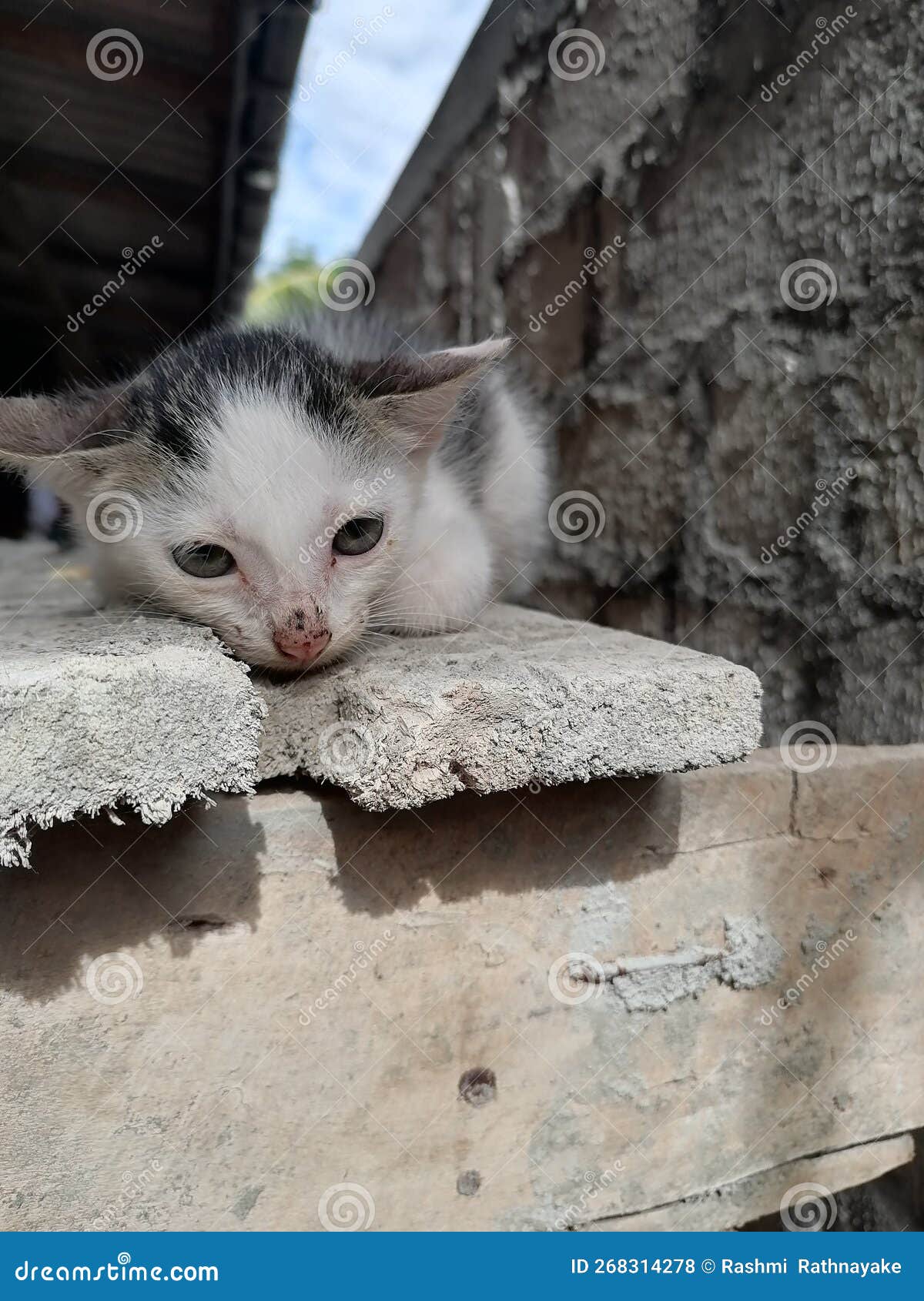 Kitten in a sad mood stock photo. Image of nose, carnivore - 268314278