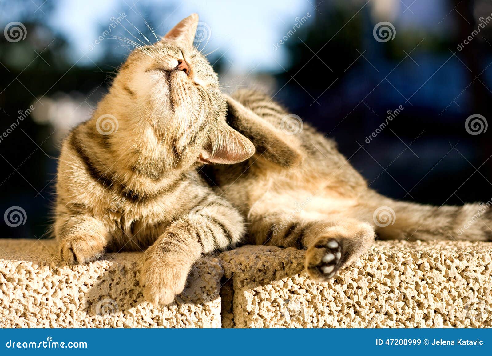 Kitten scratching stock image. Image of stripes, scratching - 47208999