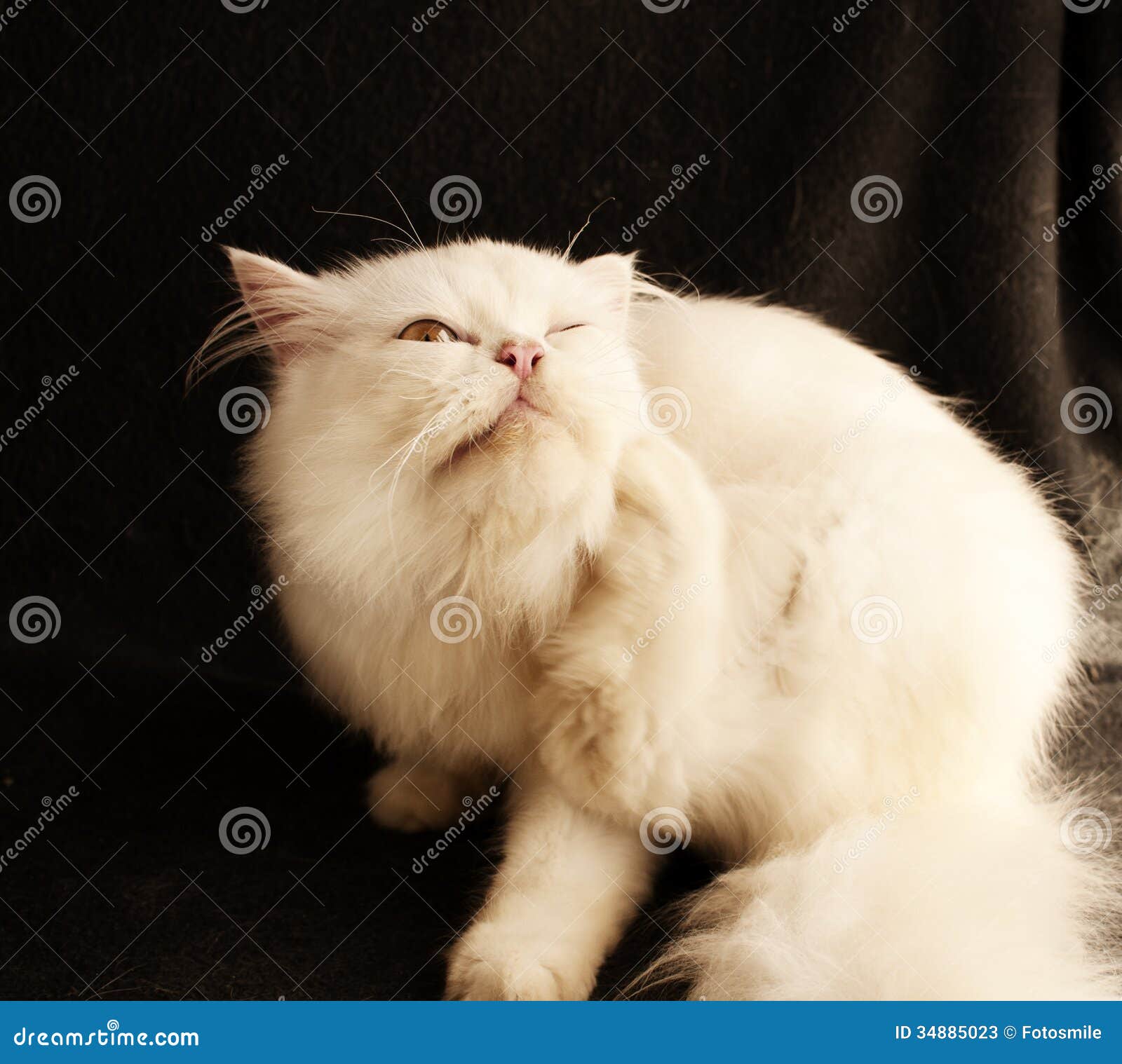 Kitten scratching stock image. Image of adorable, scratching - 34885023