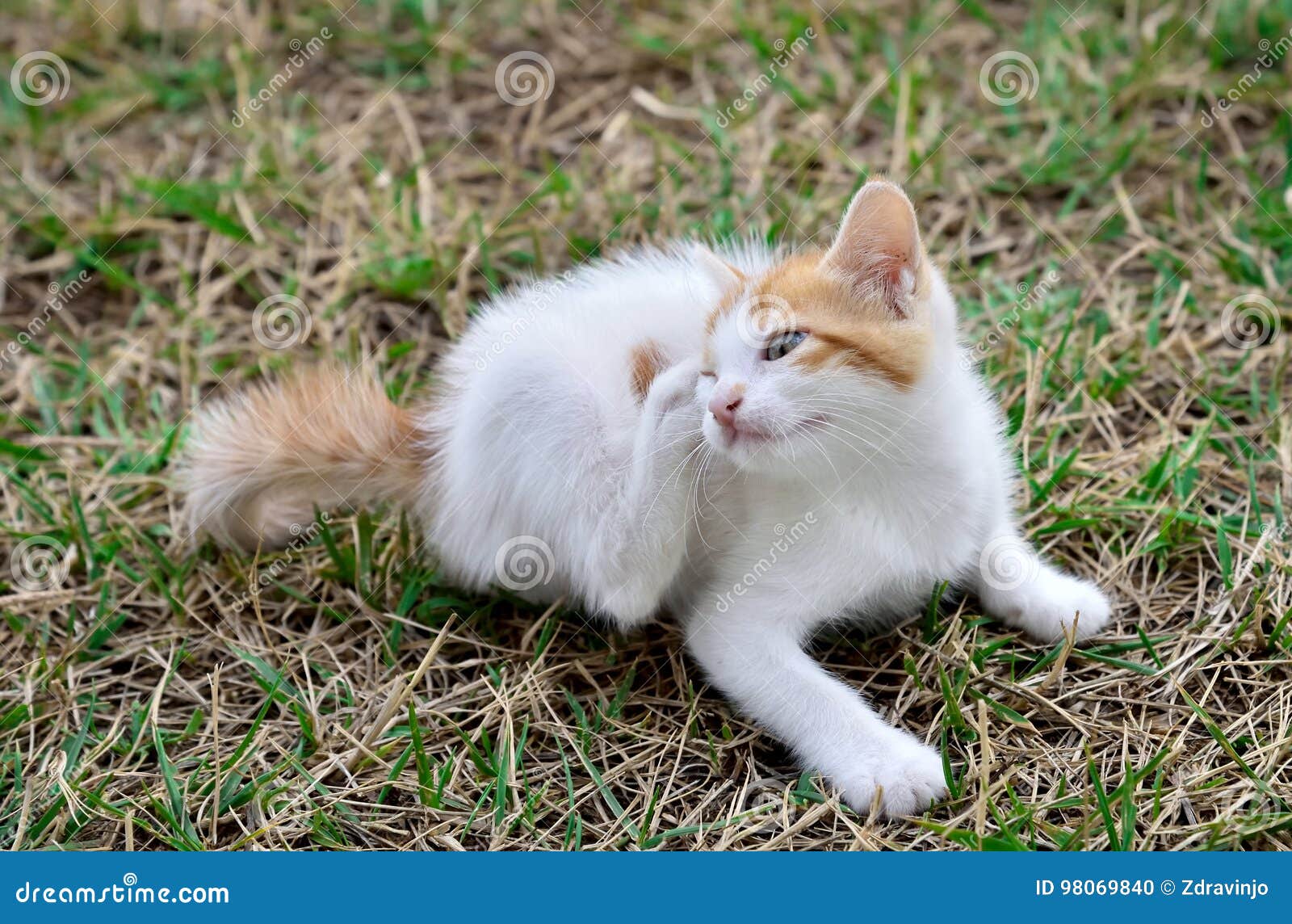 Kitten scratching fleas stock photo. Image of domestic - 98069840