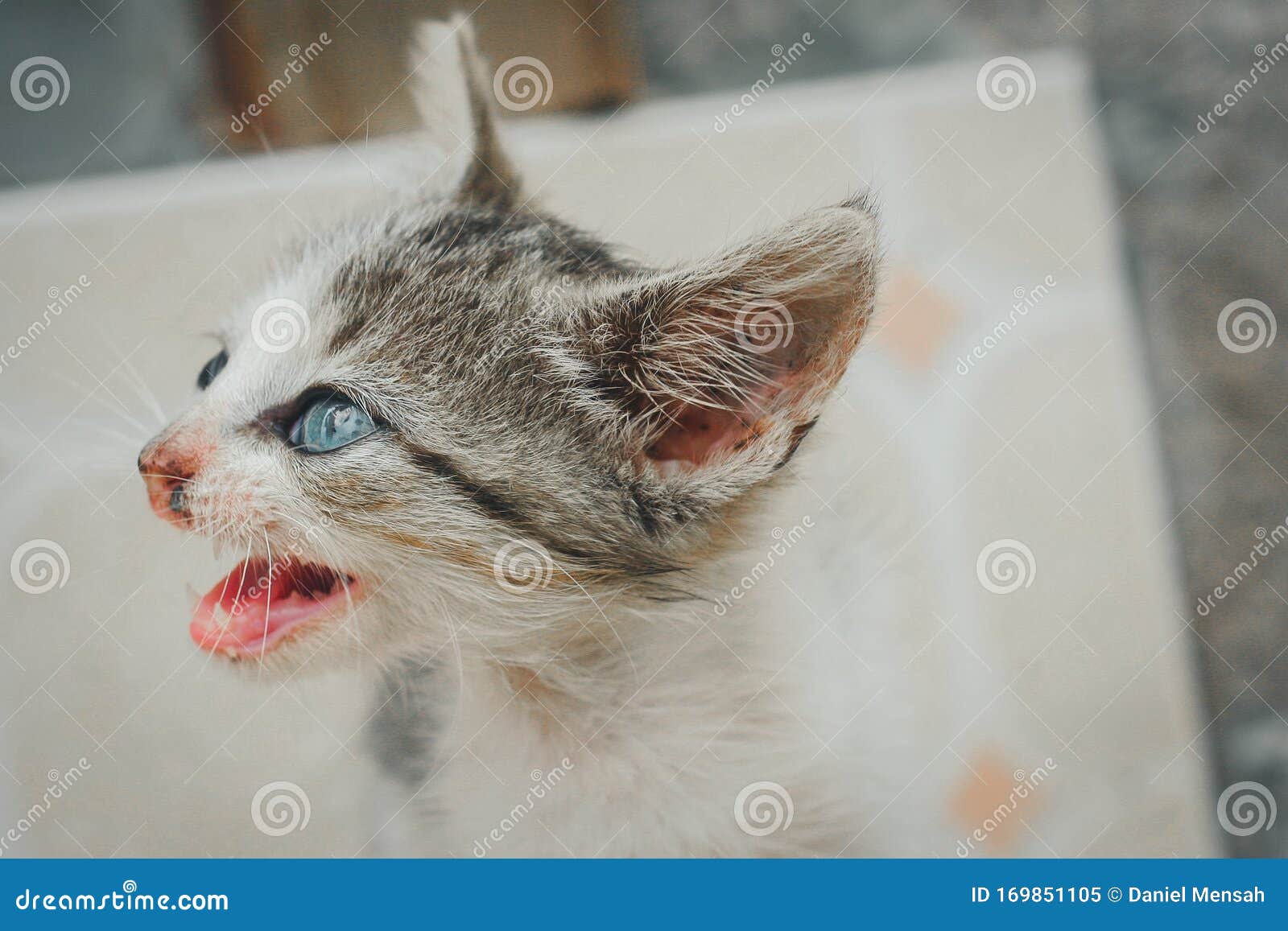 A kitten screaming stock image. Image of eyes, wide - 169851105