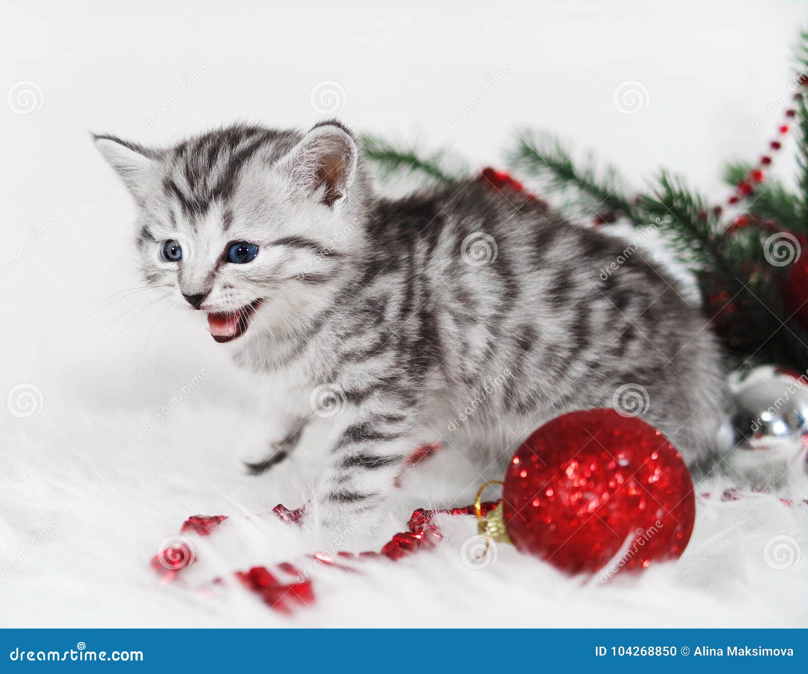 The kitten screams meow. stock photo. Image of beautiful - 104268850