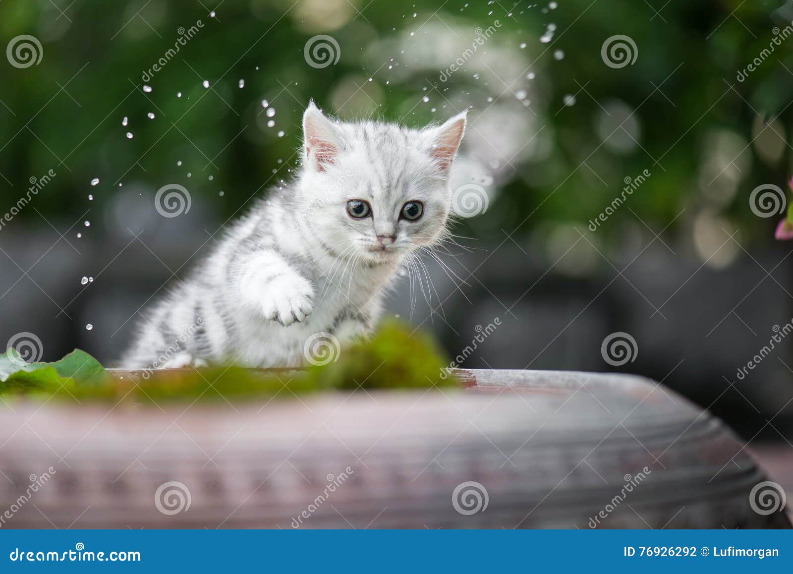 Kitten Shakes the Water Off Its Leg Stock Photo - Image of head, shake ...