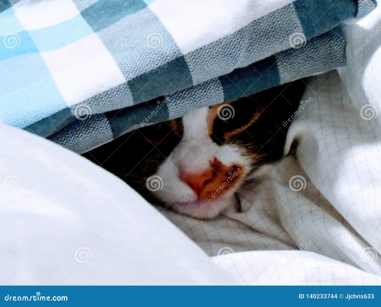 Kitten in Sheets, Bed. Cat. Stock Photo - Image of sheets, kitten ...