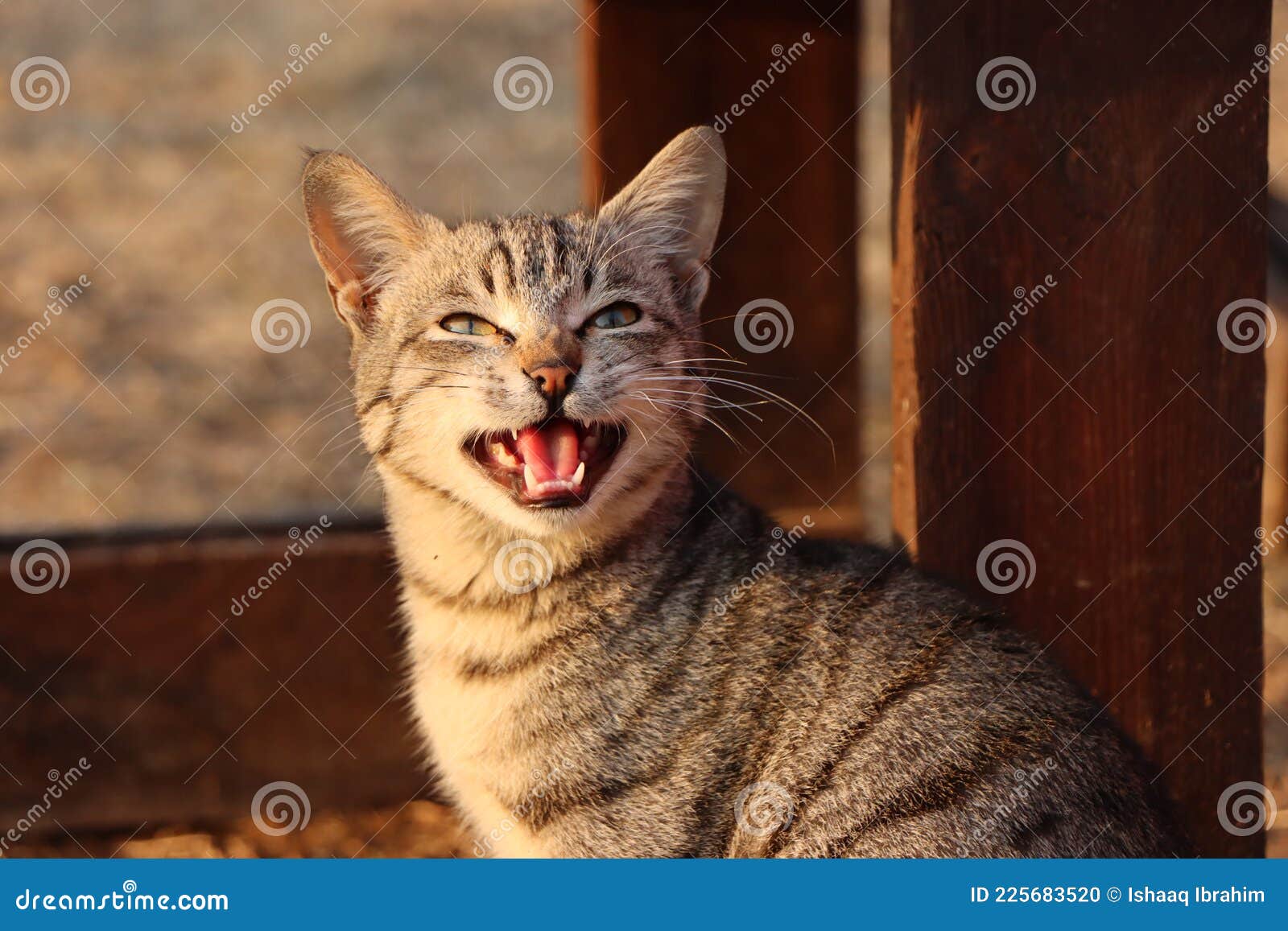 Fierce Kitten stock photo. Image of wildlife, carnivore - 225683520