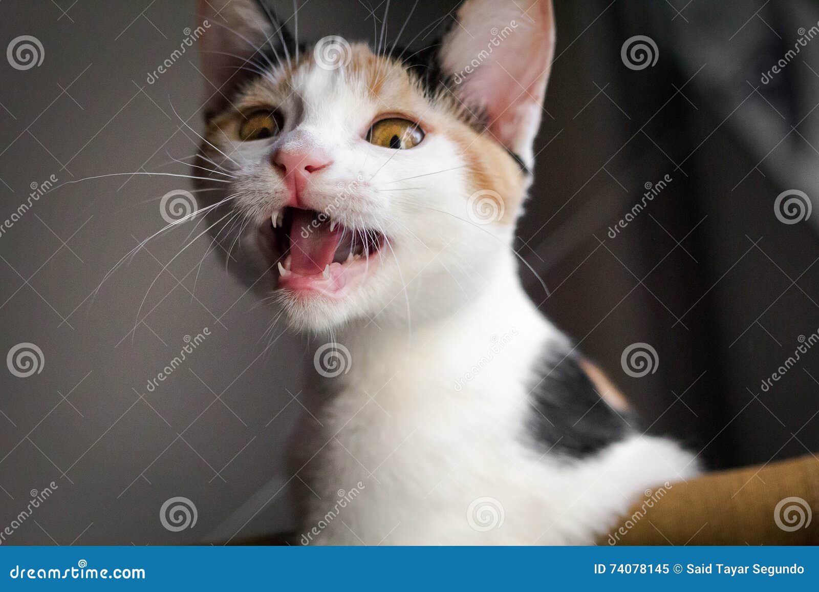 Kitten showing teeth stock image. Image of blue, afraid - 74078145