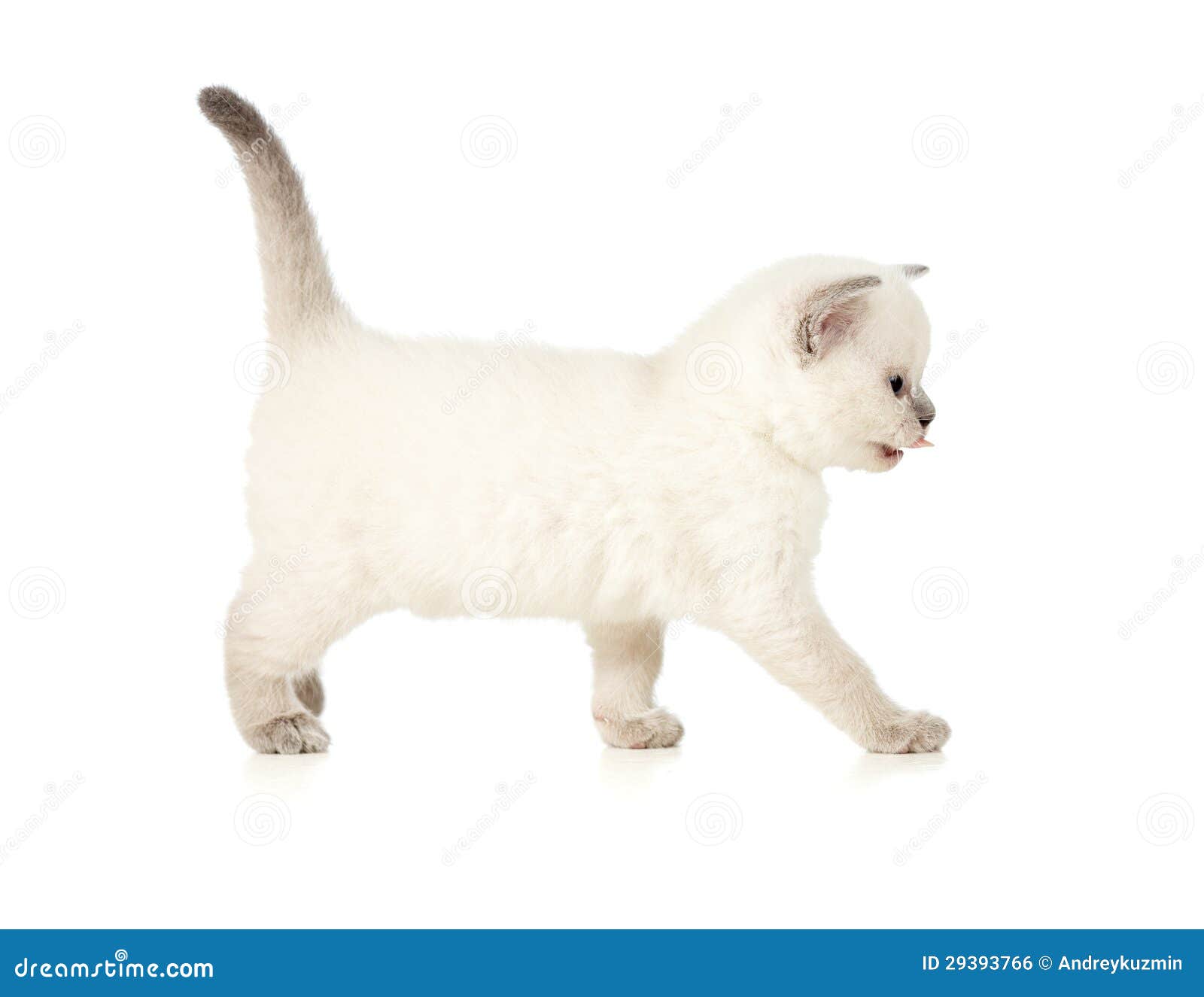 Kitten Side View Royalty Free Stock Image - Image: 29393766