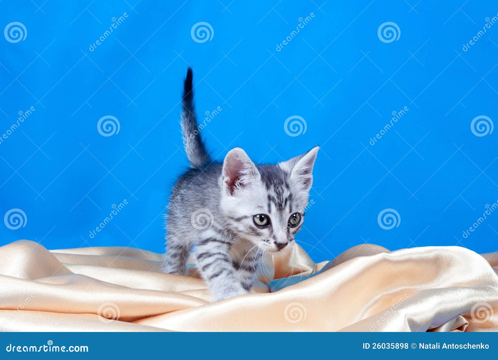 Kitten on a silk fabric stock photo. Image of feline - 26035898