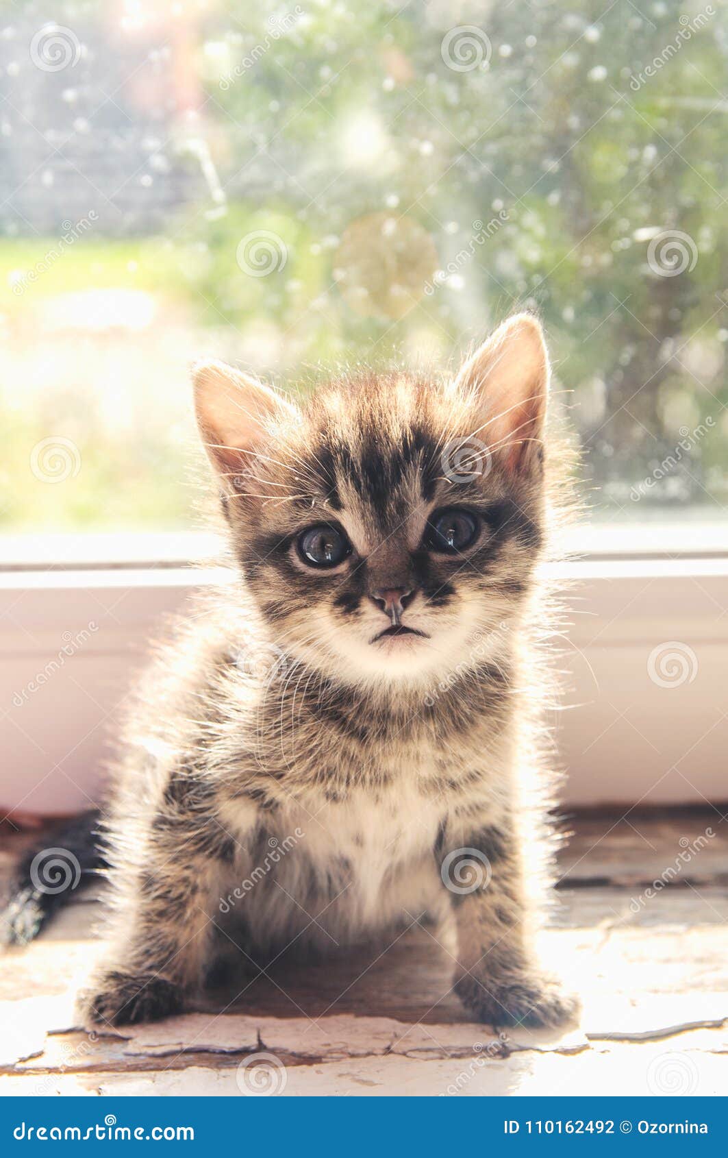 Kitten sits on a window stock photo. Image of green - 110162492