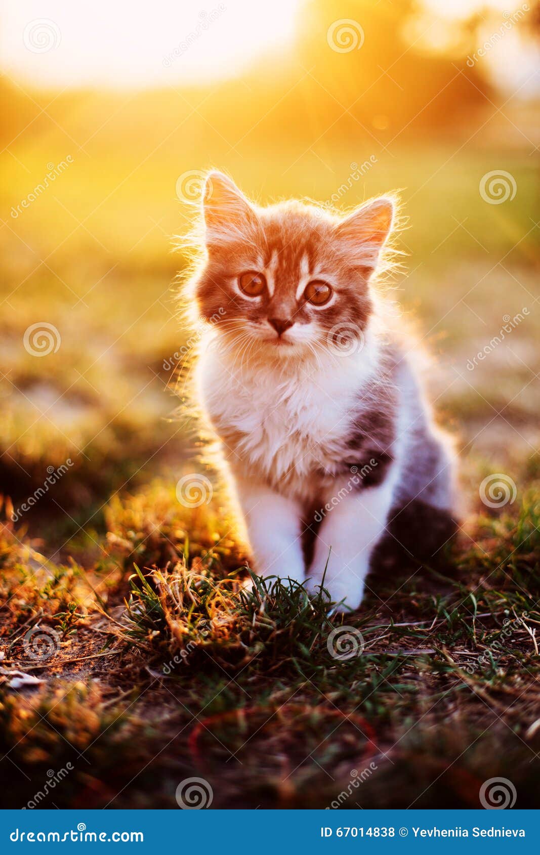 Kitten Sitting in a Bright Sun Stock Photo - Image of meadow, cute ...