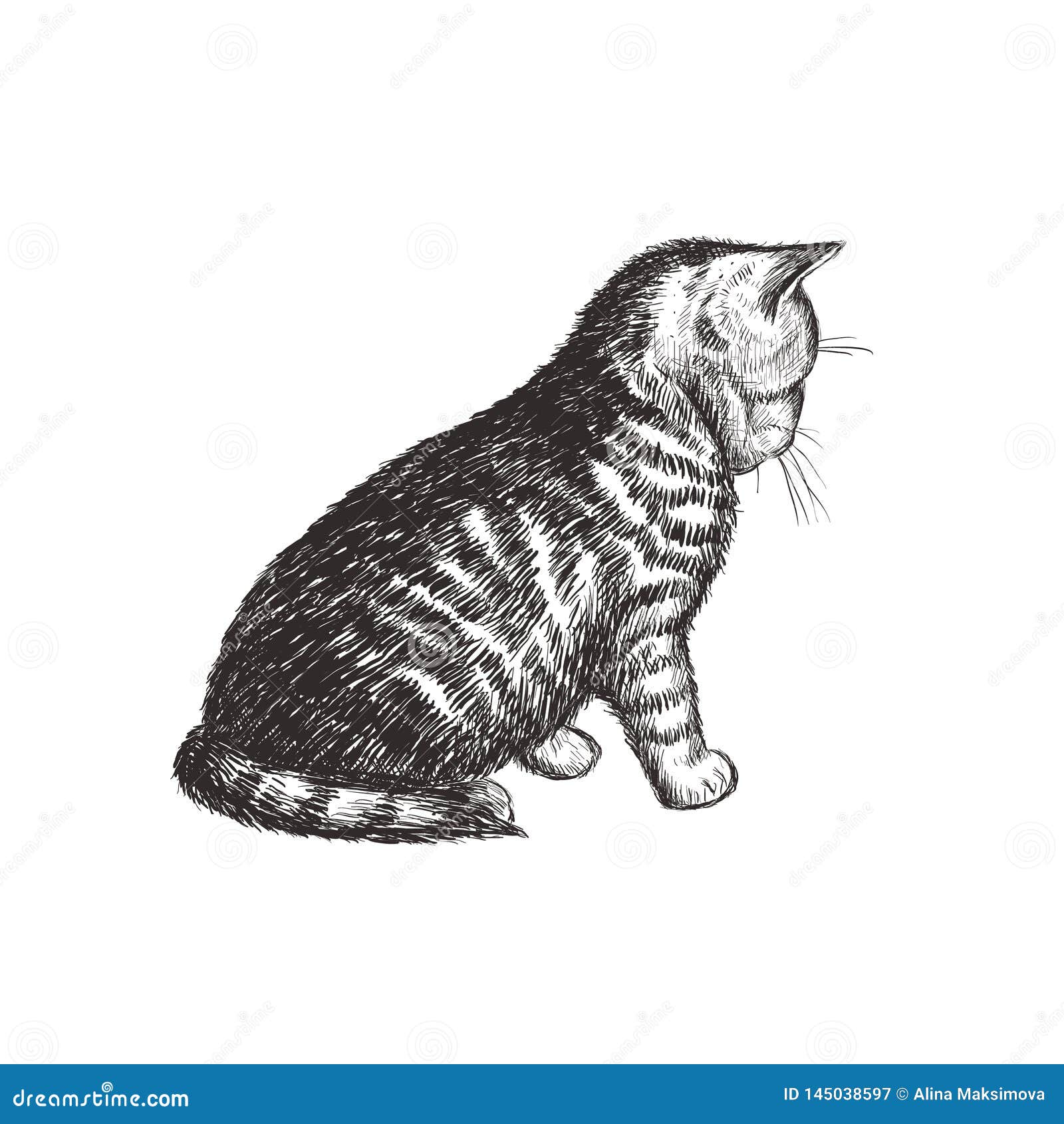 The Kitten is Sitting. Cat Sketch Hand Drawing Stock Vector ...