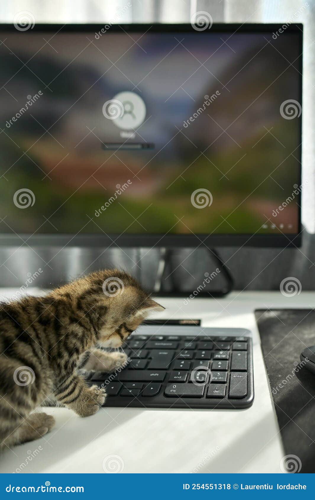 Kitten Sitting at Computer Keyboard Working from Home Stock Photo ...