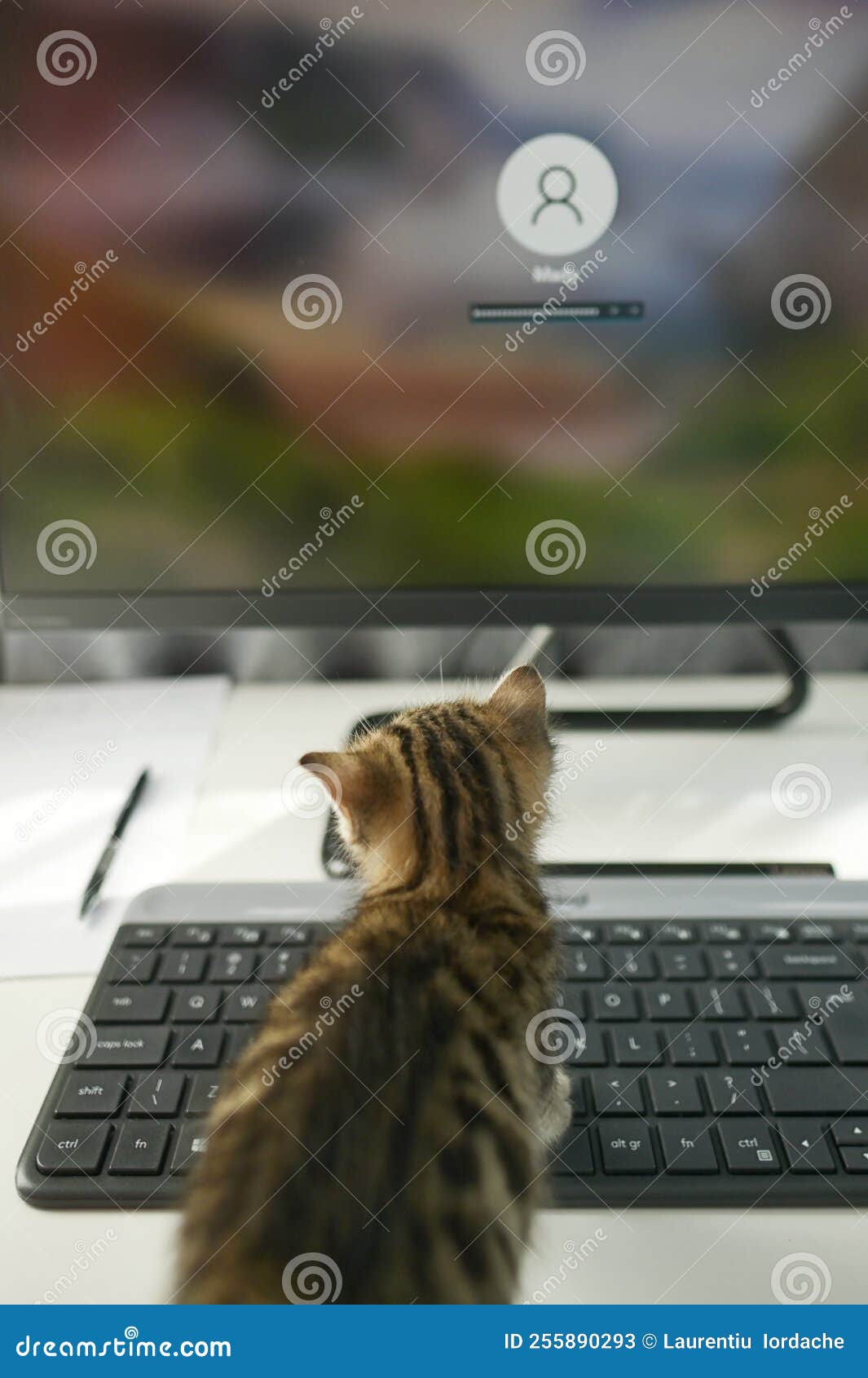 Kitten Sitting at Computer Keyboard Working from Home Stock Image ...