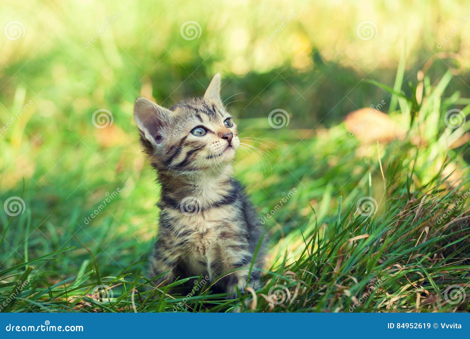 Kitten Sitting on the Grass Stock Image - Image of baby, meadow: 84952619