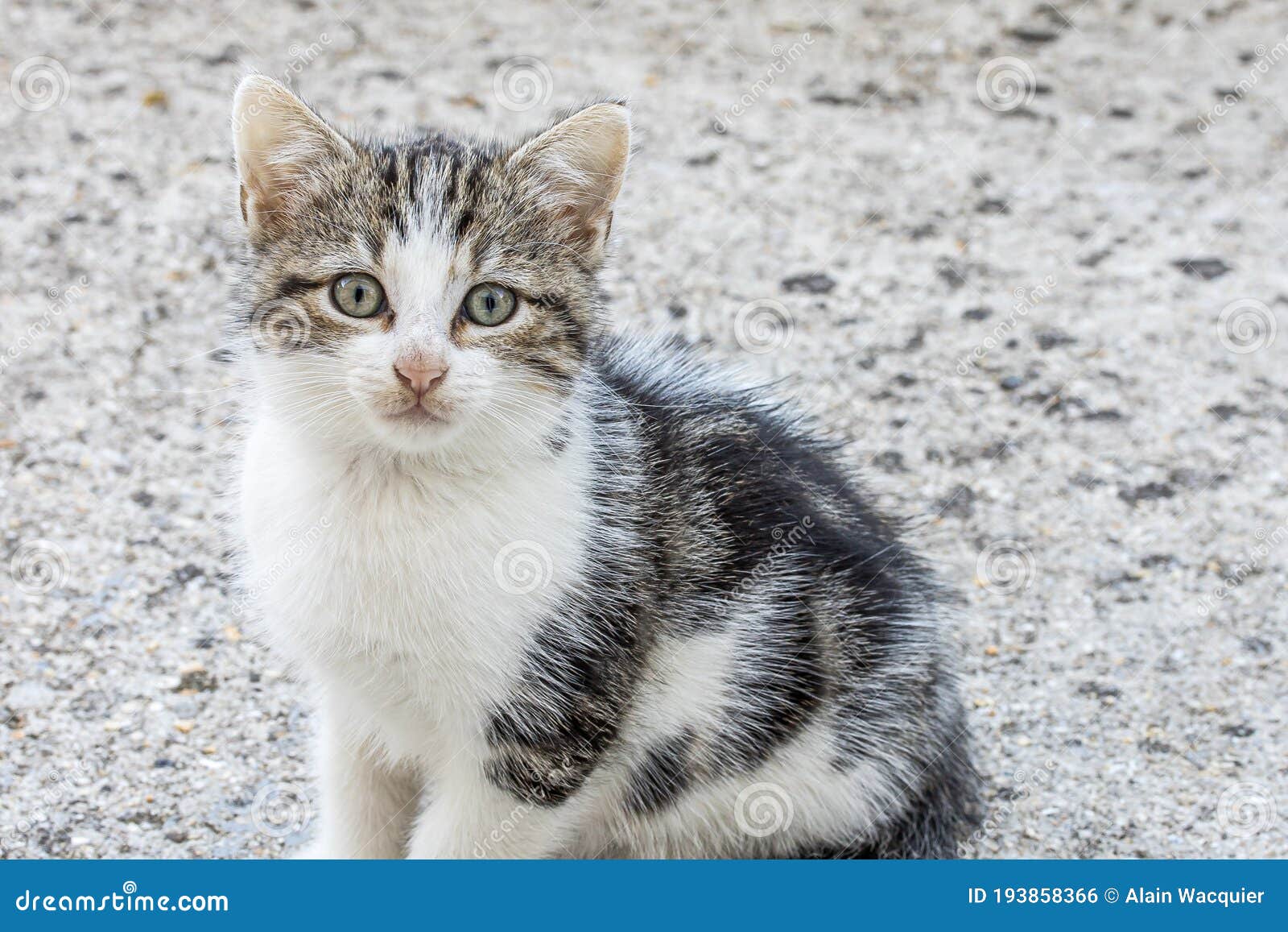 Kitten sitting stock photo. Image of tabby, mammal, felidae - 193858366