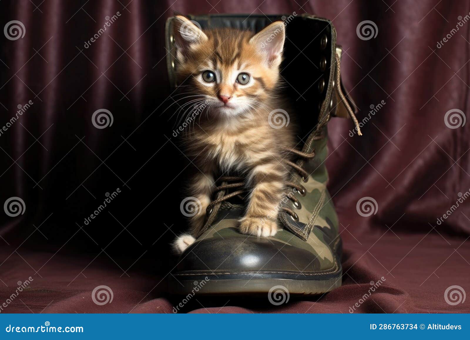 Kitten Sitting Proudly Inside a Military Boot Stock Photo - Image of ...