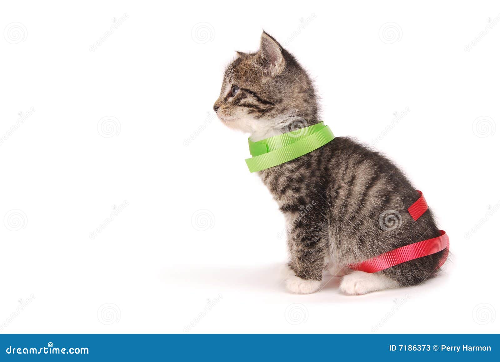Kitten Sitting with Ribbons. Stock Image - Image of ribbon, kitten: 7186373