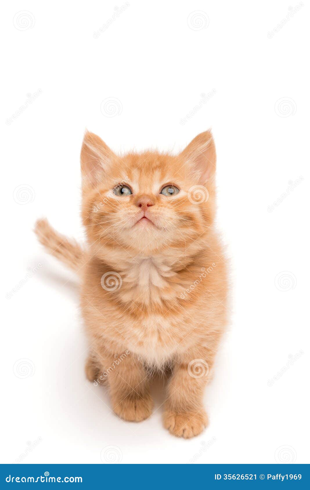 Kitten Sitting on the Studio Floor Looking Up Stock Image - Image of ...
