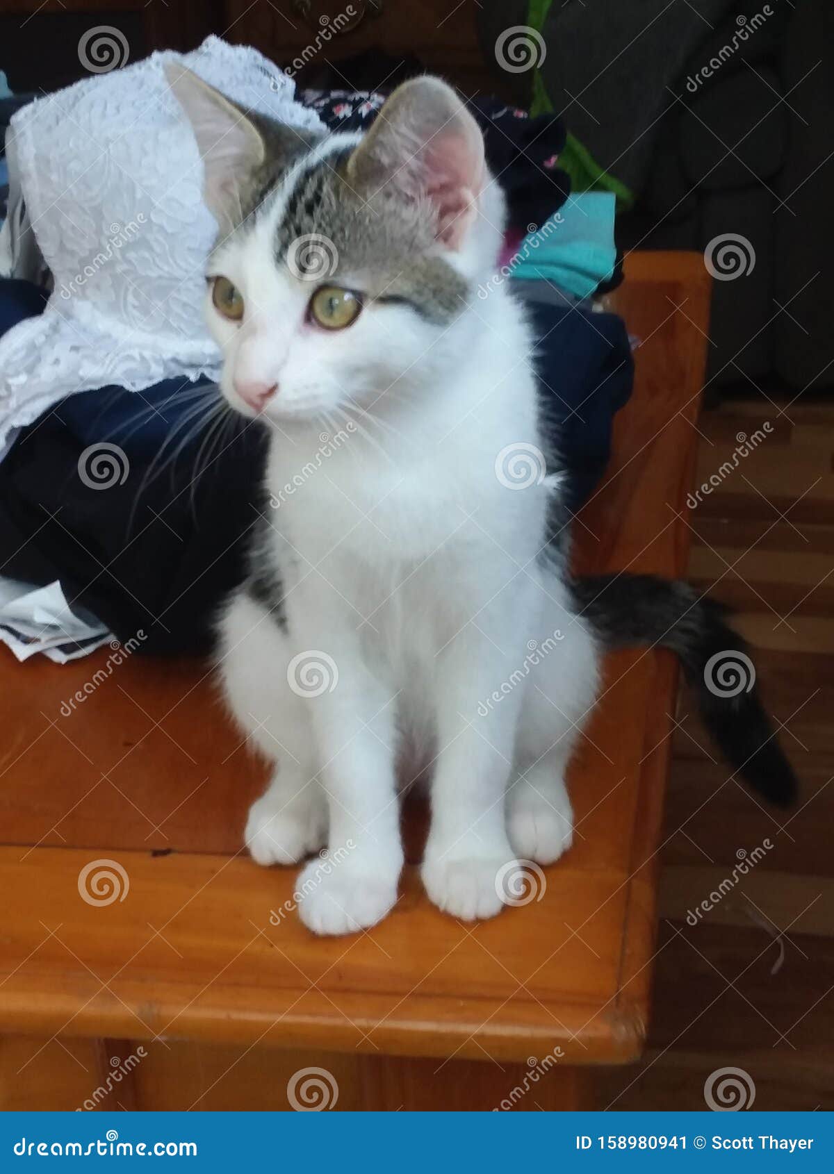Kitten sitting on table stock image. Image of kitten - 158980941