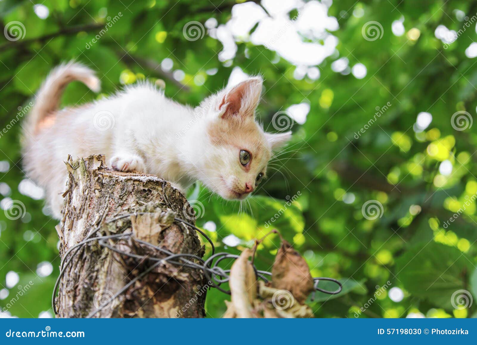 Kitten sitting on tree stock photo. Image of kitten, small - 57198030