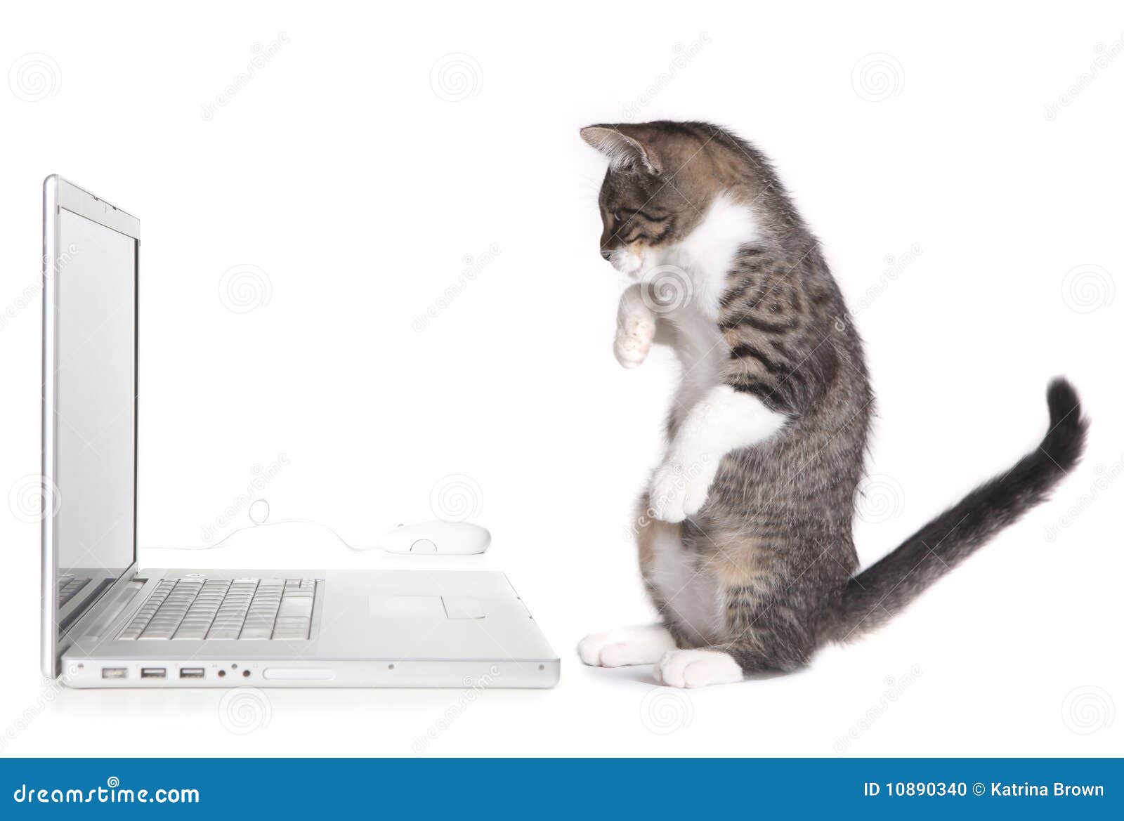 Kitten Sitting Up Looking at Computer Stock Photo - Image of coat ...