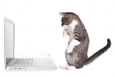 Kitten Sitting Up Looking at Computer Stock Photo - Image of coat ...