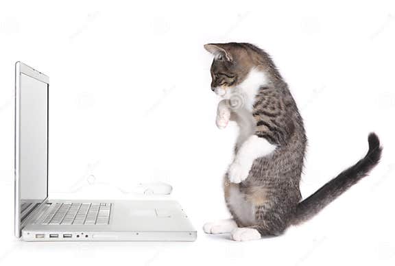 Kitten Sitting Up Looking at Computer Stock Photo - Image of coat ...