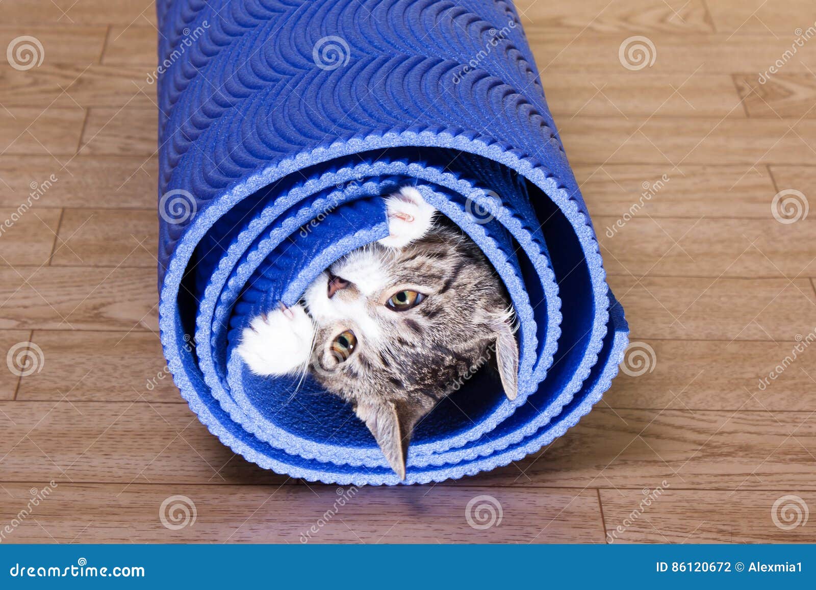 Kitten Sitting on a Yoga Mat. Stock Photo - Image of sports, young ...