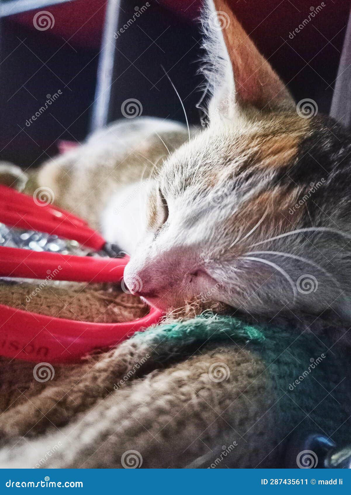 A Kitten Sleeping on a Clipper Stock Image - Image of kitten, beautiful ...
