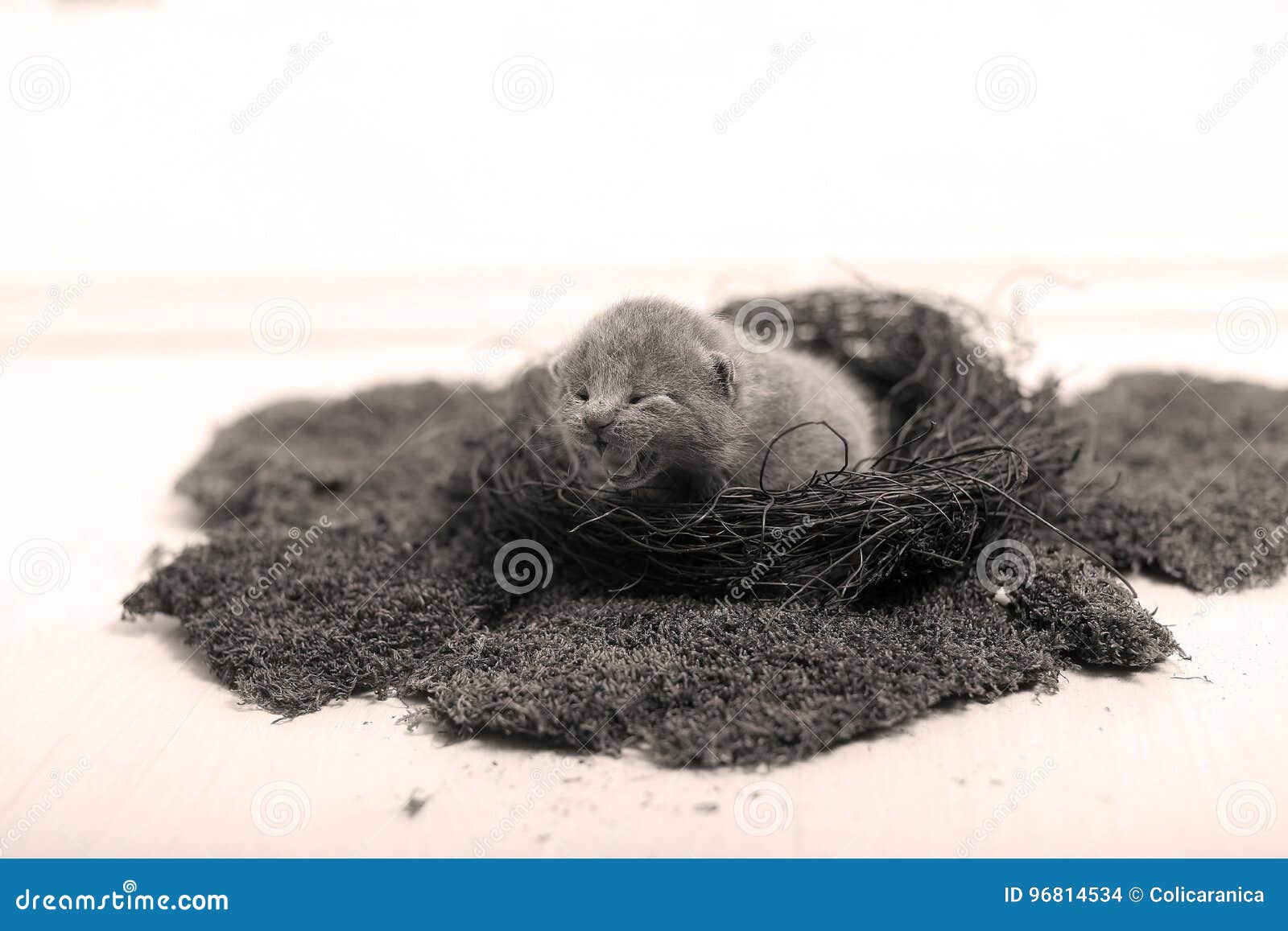Kitten sleeping in a nest stock photo. Image of care - 96814534