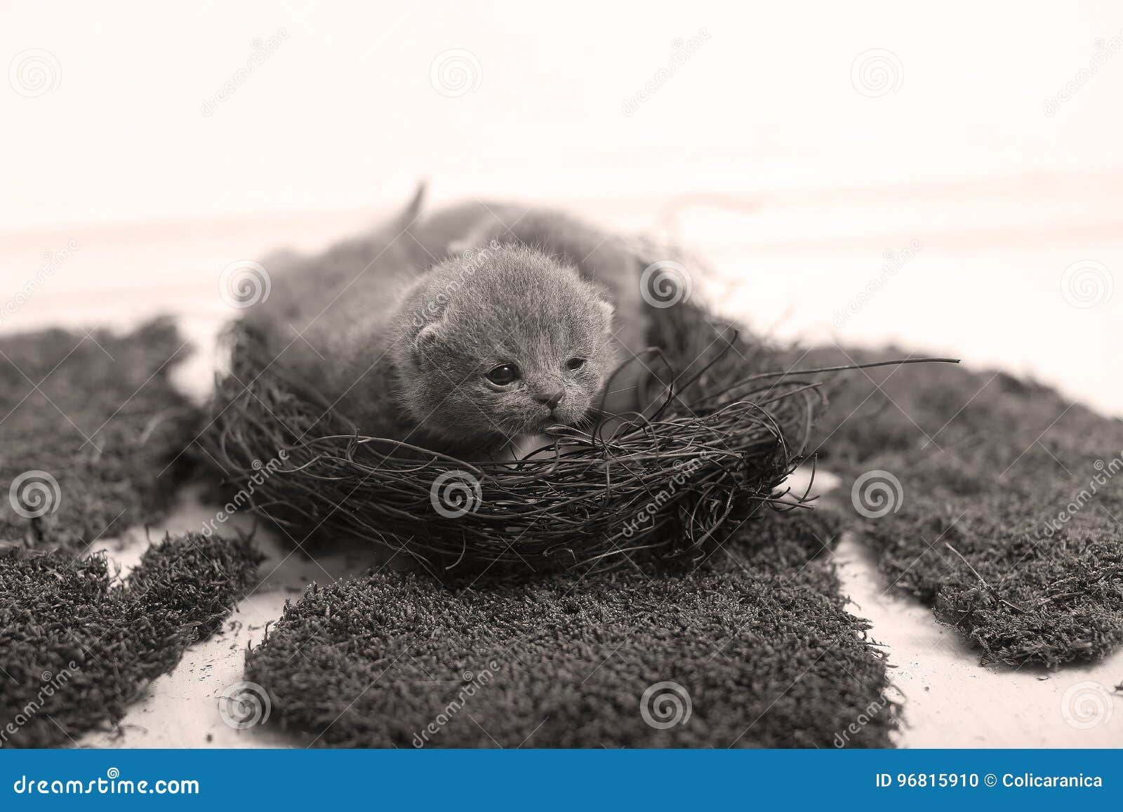 Kitten sleeping in a nest stock photo. Image of sleeping - 96815910