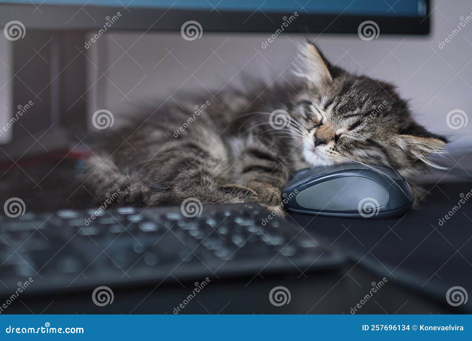 Kitten is Sleeping Next To the Computer. the Cat Does Not Let His ...