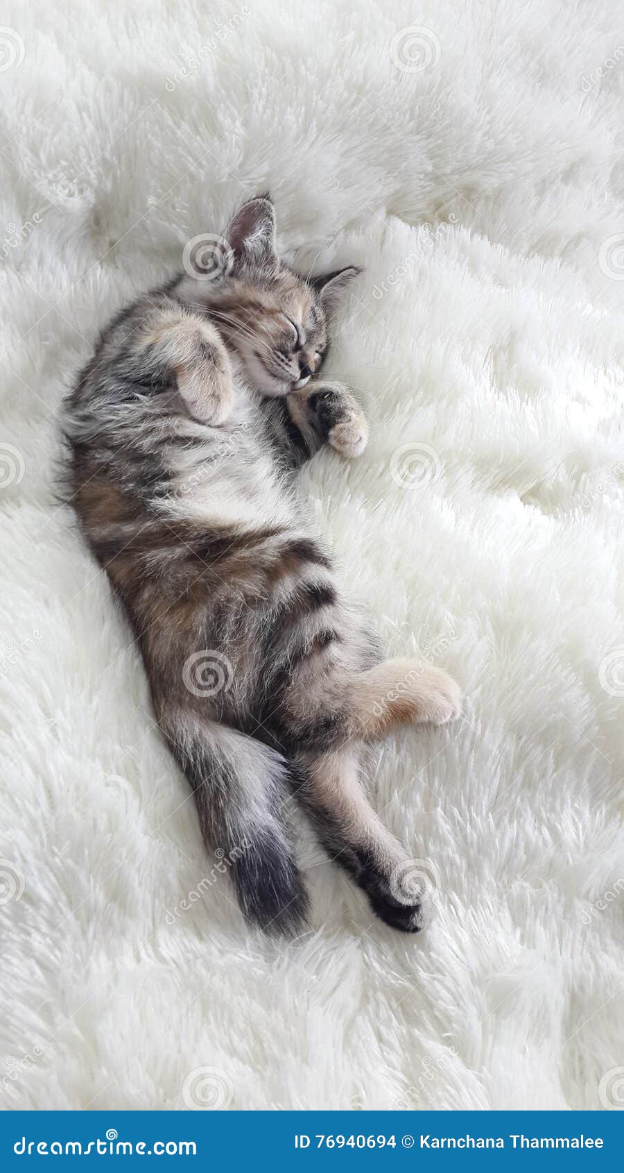 Kitten Sleeping on a Soft Wool Stock Photo - Image of sleeping, little ...
