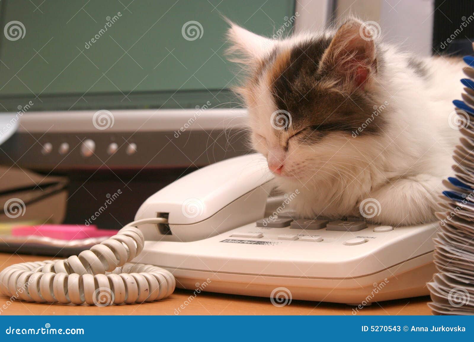 Kitten Sleeps on a Telephone Stock Image - Image of pets, electronics ...