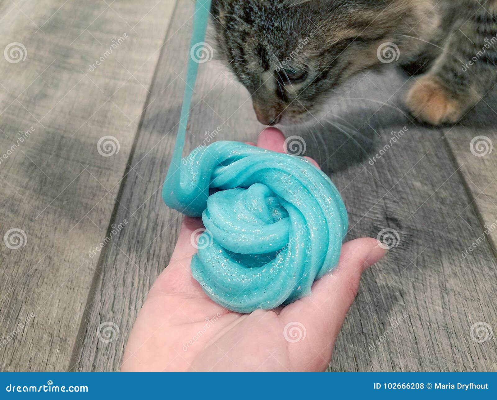 Kitten smelling slime stock photo. Image of blob, tabby - 102666208