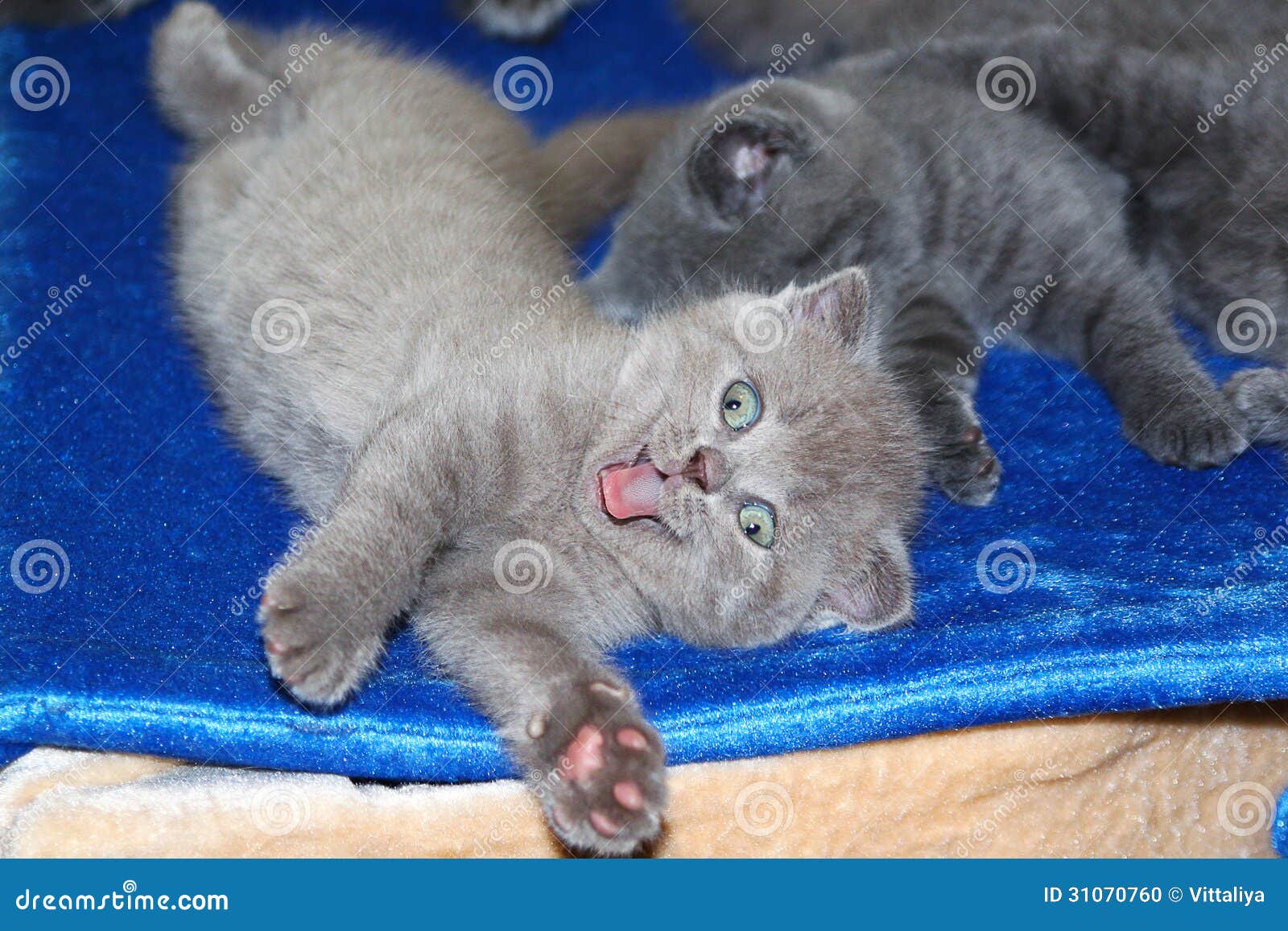 Kitten smile stock photo. Image of teeth, smiling, kitten - 31070760