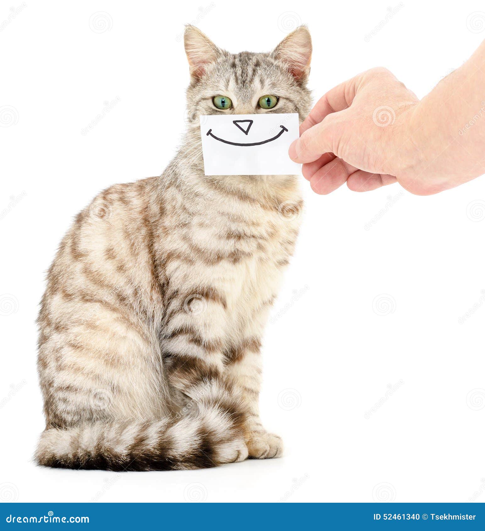 Kitten smiling. stock photo. Image of smiling, domestic - 52461340