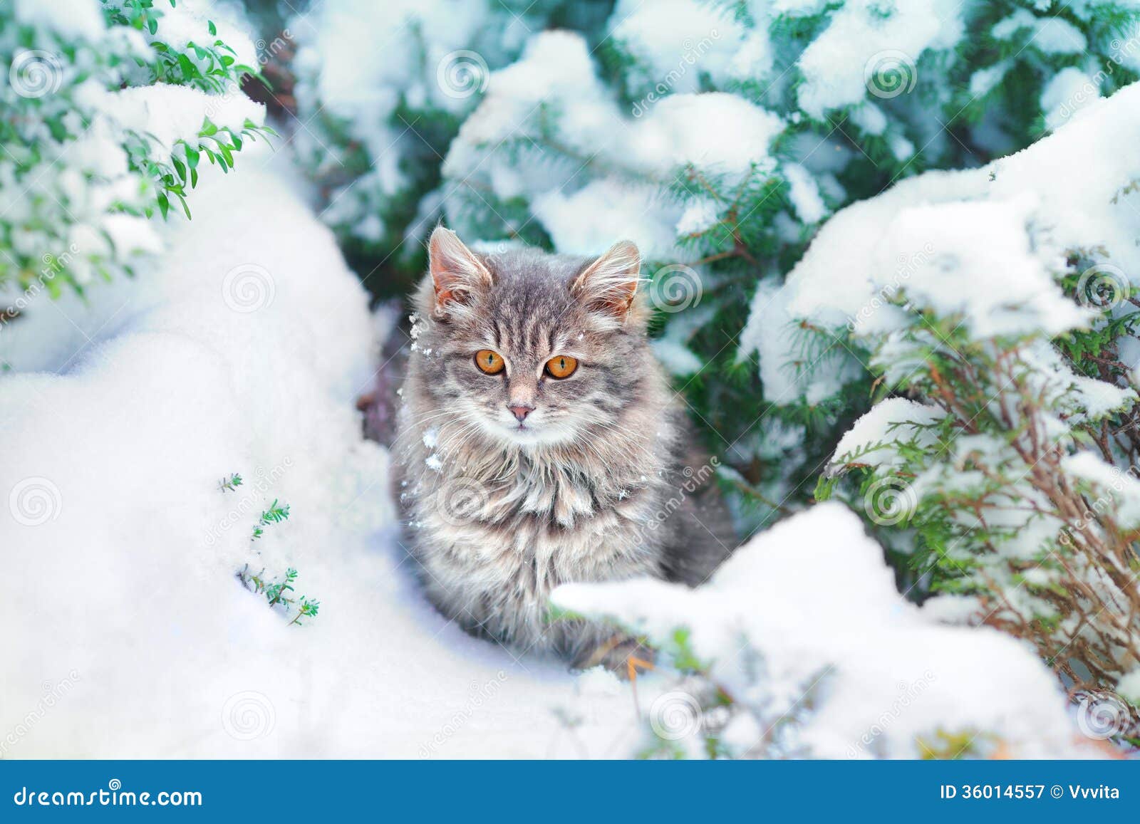 Kitten in the snow stock image. Image of cute, garden - 36014557
