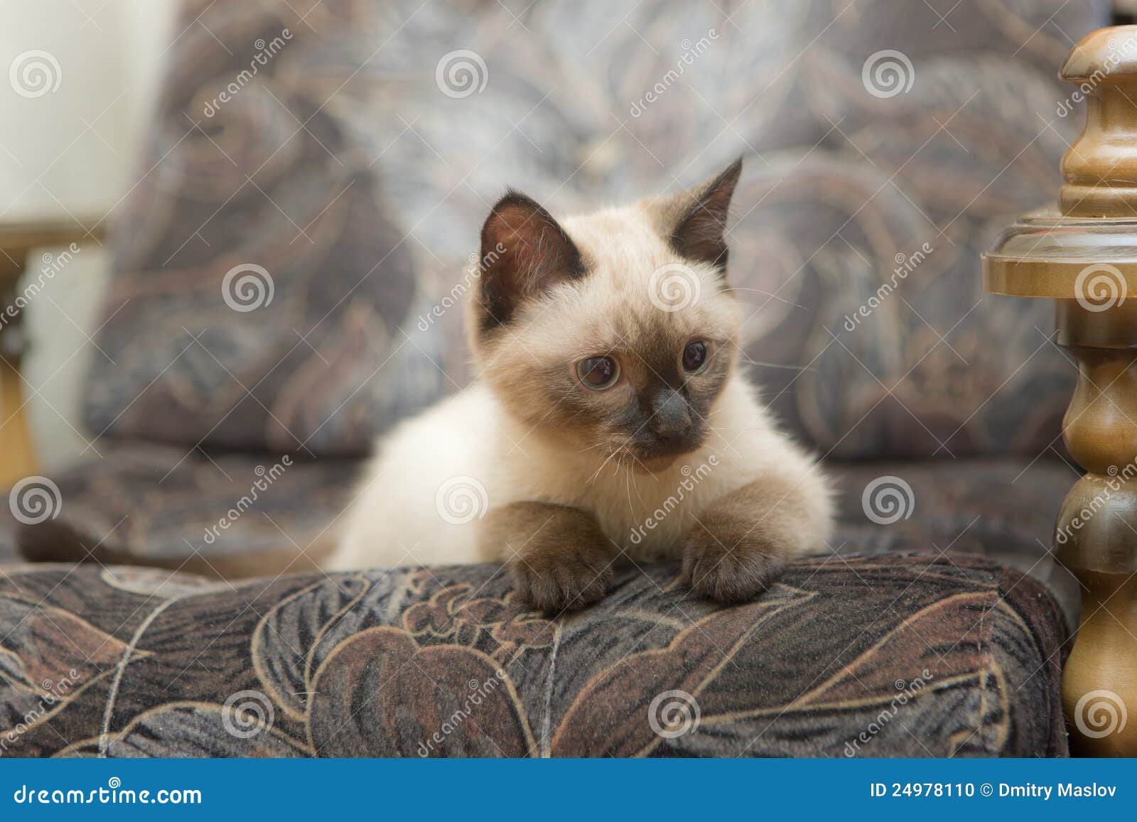 Kitten on a sofa stock photo. Image of purebred, domestic - 24978110
