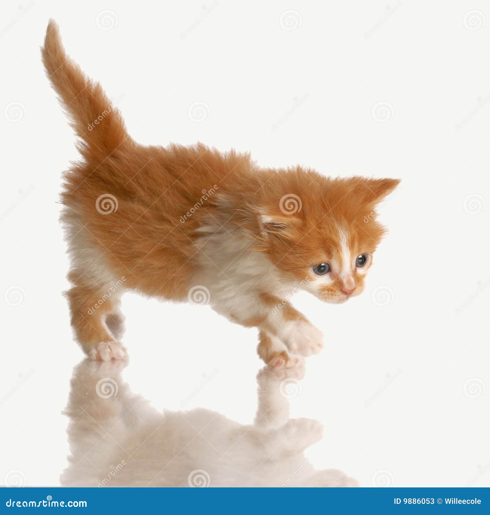 Kitten stalking stock image. Image of gold, growth, face - 9886053